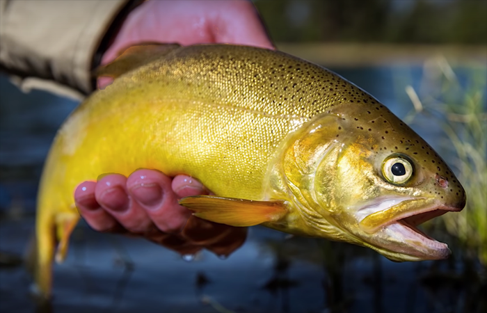 Marv Truncler - Official Smile For Me Wiki